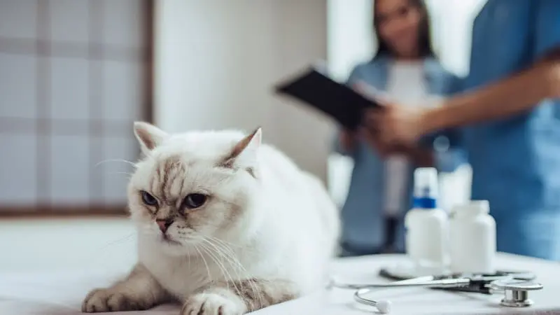 Diploma in Applied Science (Veterinary Technology) | Temasek Polytechnic