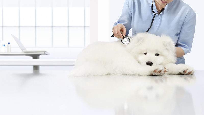 Pet Care and Management (Companion Animals) | Temasek Polytechnic