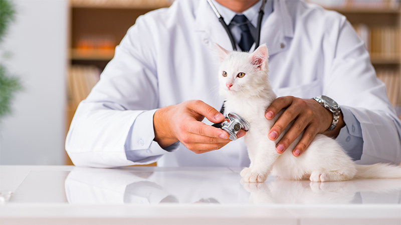 Pet Care and Management (Companion Animals) | Temasek Polytechnic